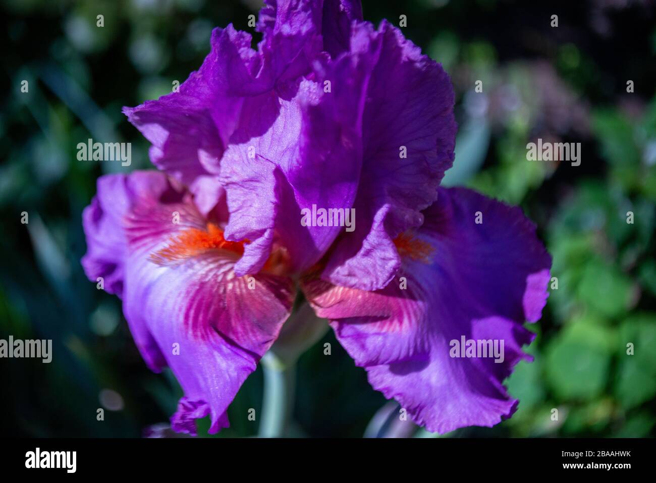 Beautiful Blooms Assorted Spring Flowers Stock Photo - Alamy