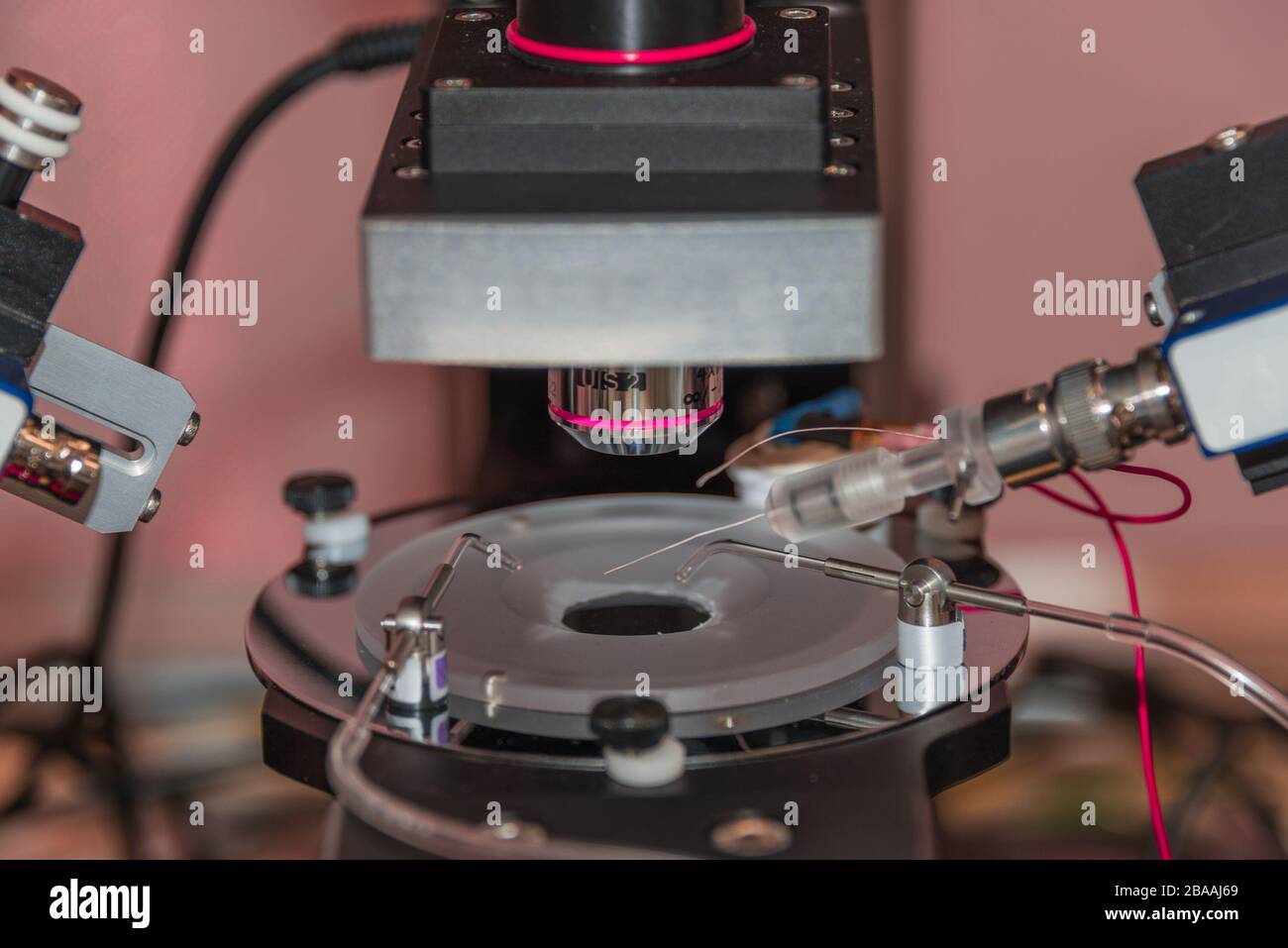 Neurons microscope hi-res stock photography and images - Alamy
