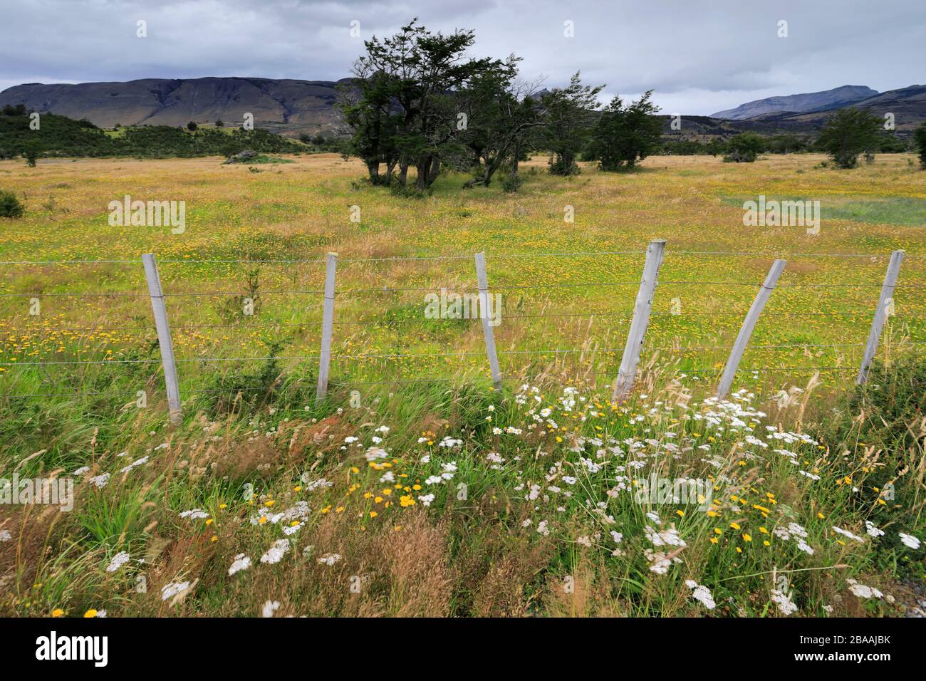 Wild flower meadow in the Patagonia Steppe, near Puerto Natales city ...