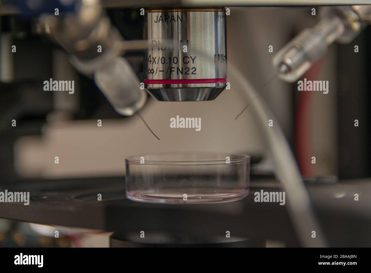 Electrophysiological setup with a microscope to record neurons in brain ...