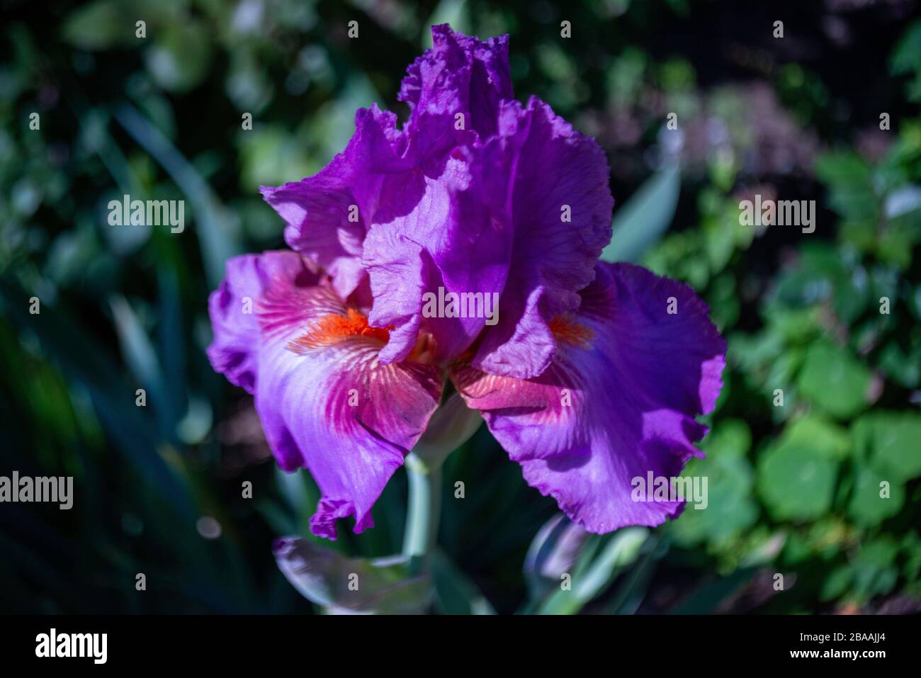 Beautiful Blooms Assorted Spring Flowers Stock Photo - Alamy