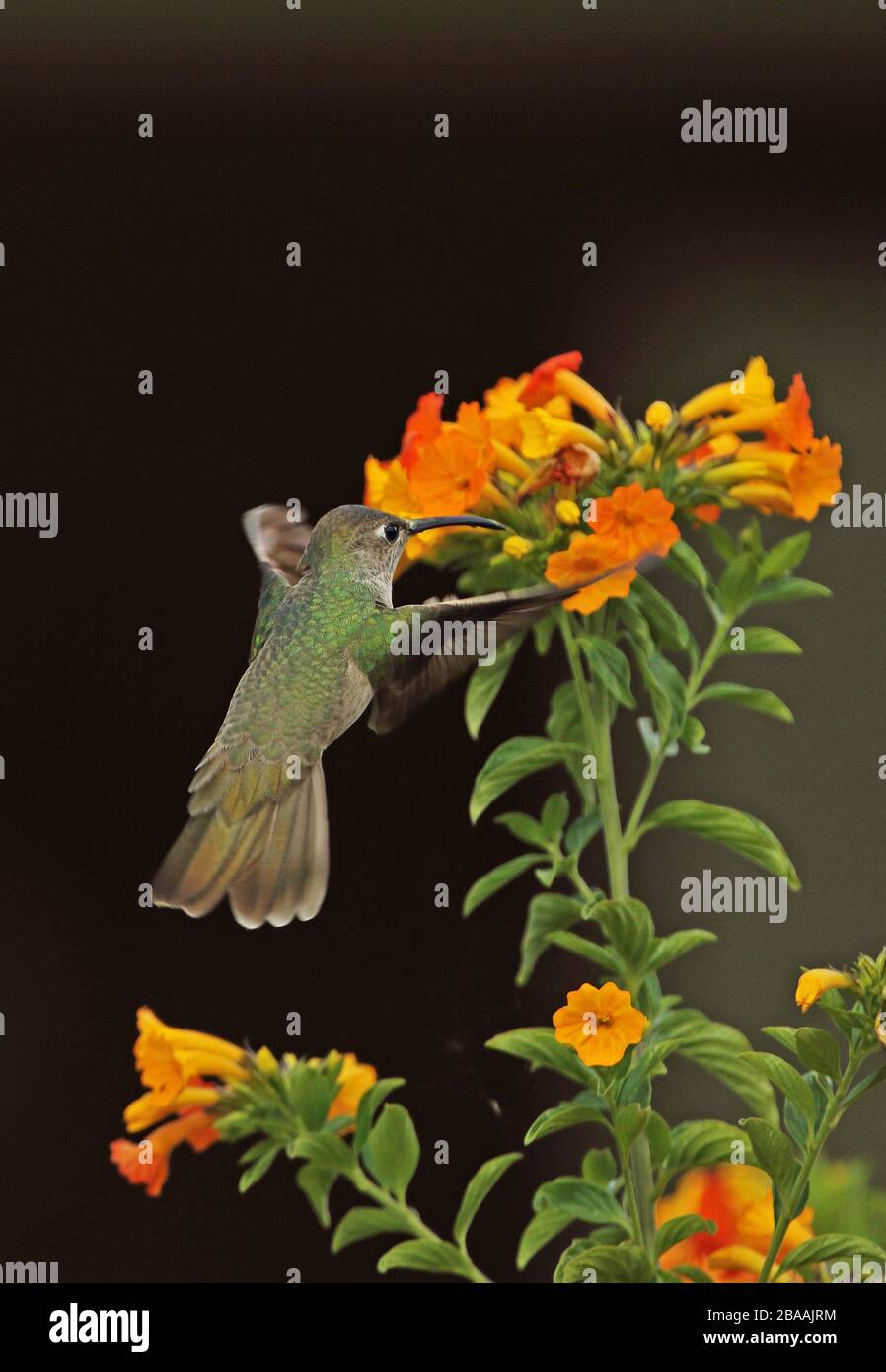 Leucippus hi-res stock photography and images - Alamy