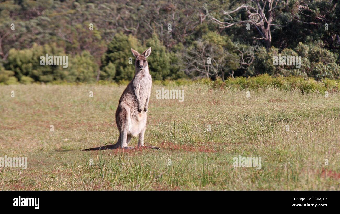 Kangaroo tail plant hi-res stock photography and images - Alamy