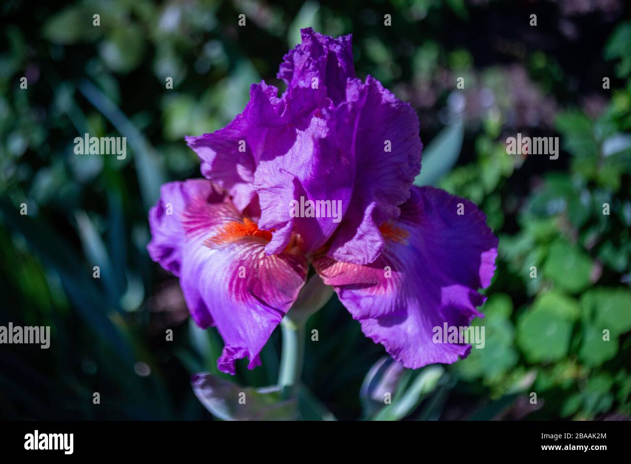Beautiful Blooms Assorted Spring Flowers Stock Photo - Alamy