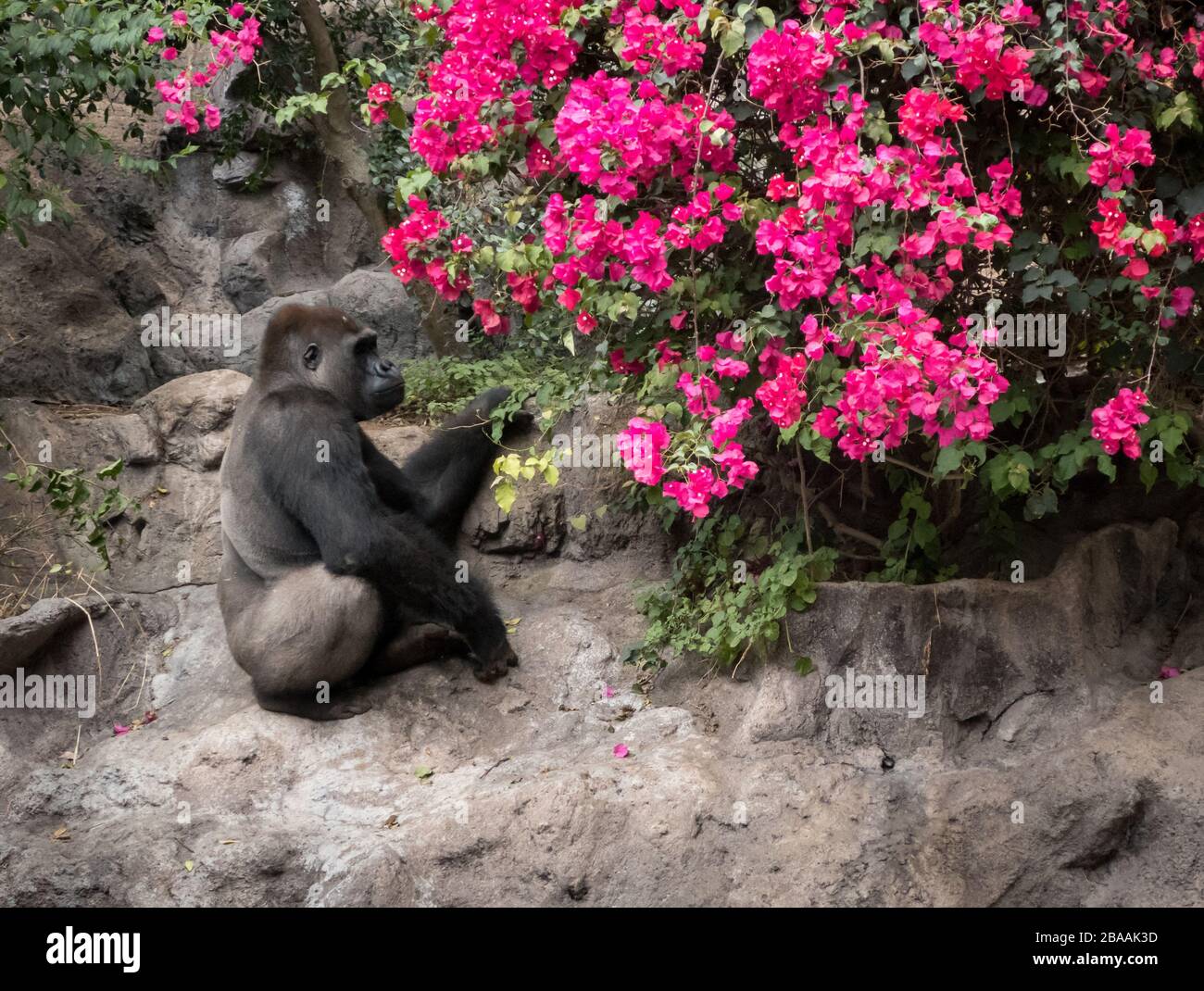 Bush Monkey Flower High Resolution Stock Photography and Images - Alamy