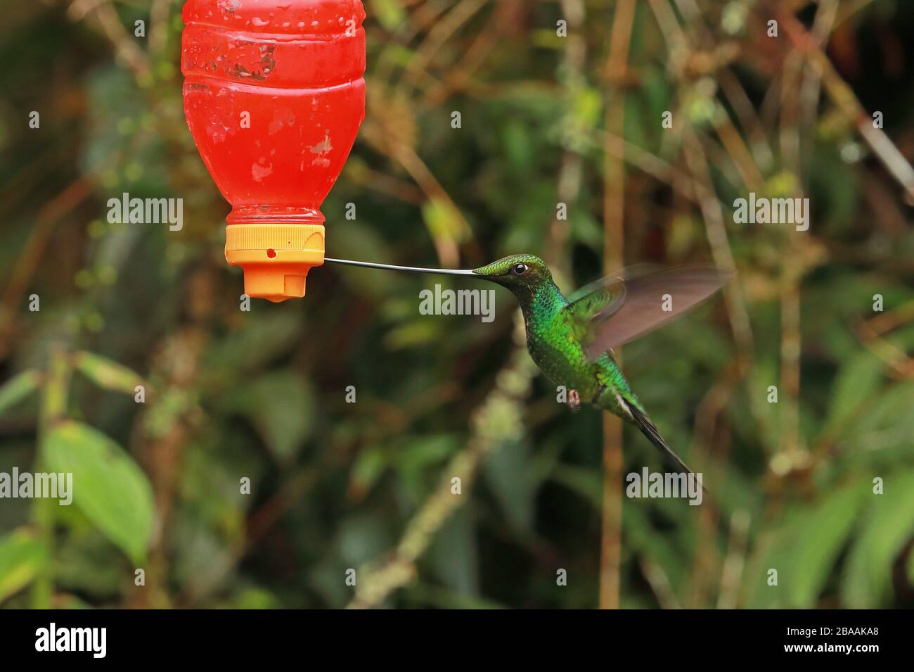 Sword-billed Hummingbird (Ensifera ensifera) adult male hovering ...