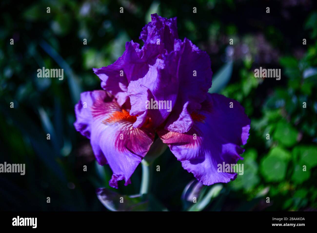 Beautiful Blooms Assorted Spring Flowers Stock Photo - Alamy