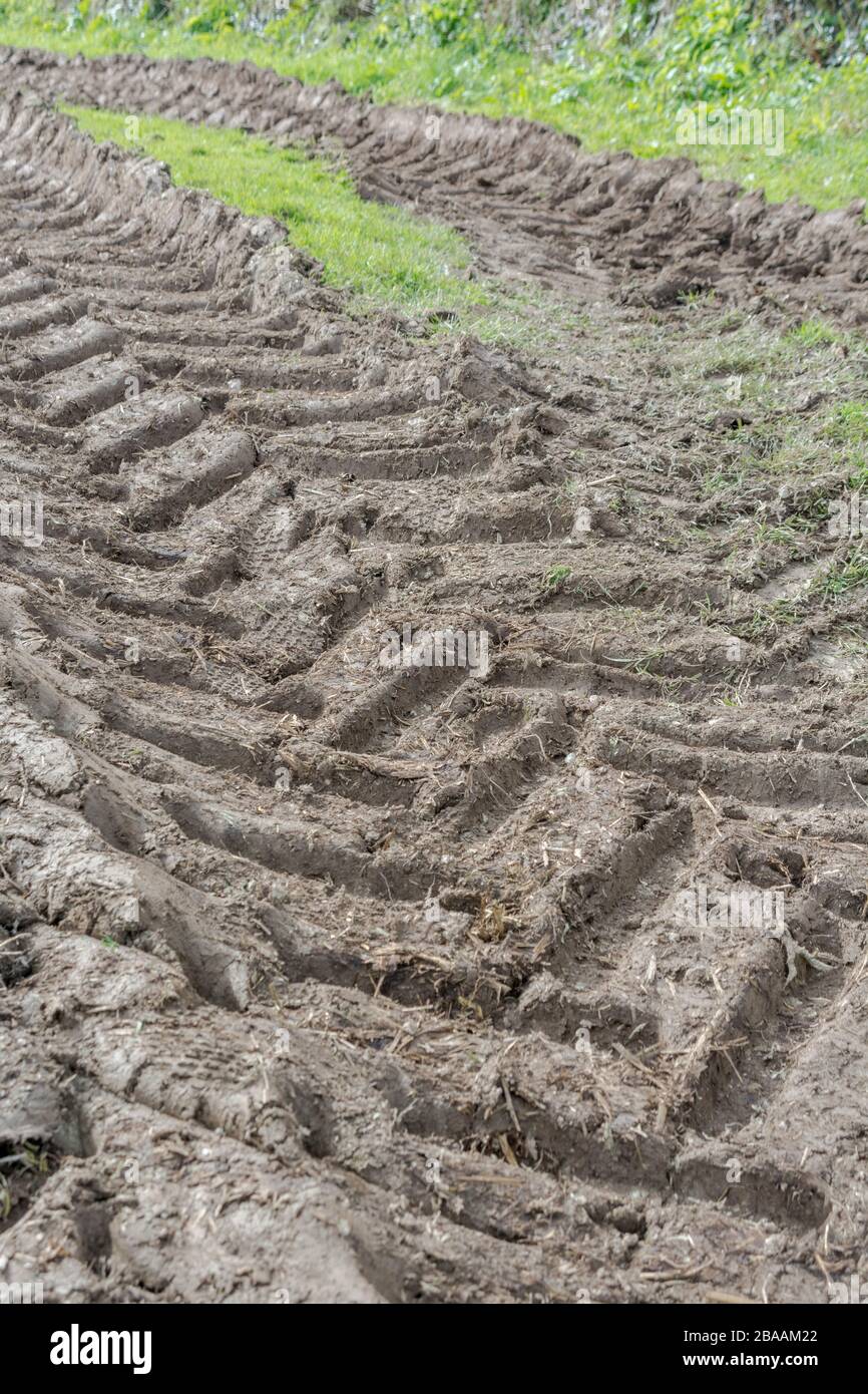 Deep ridges in mud made by tractor tyres / tires on grass. Tyre tracks ...