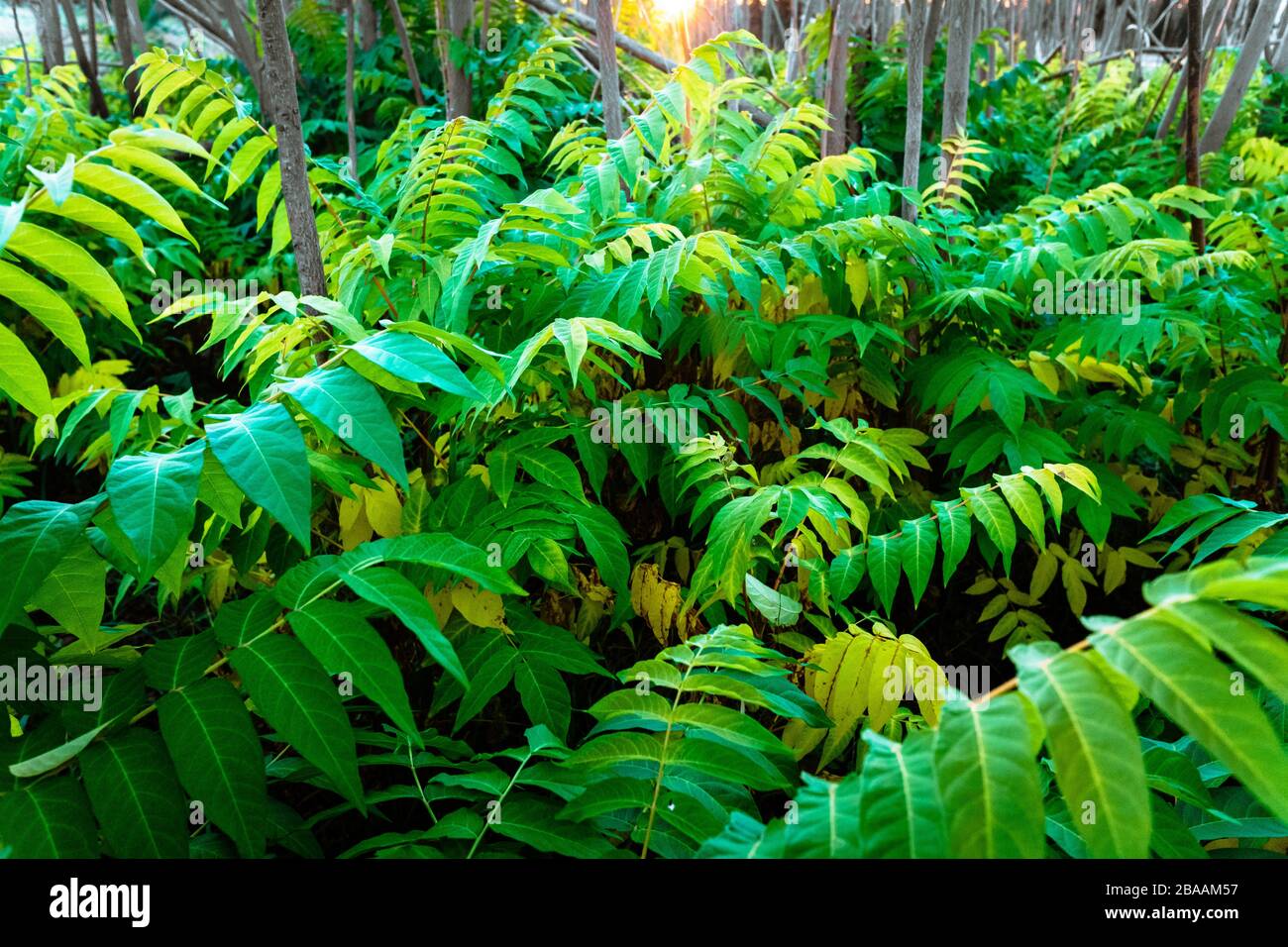Branches of bushes with wild green leaves in a dense forest Stock Photo ...
