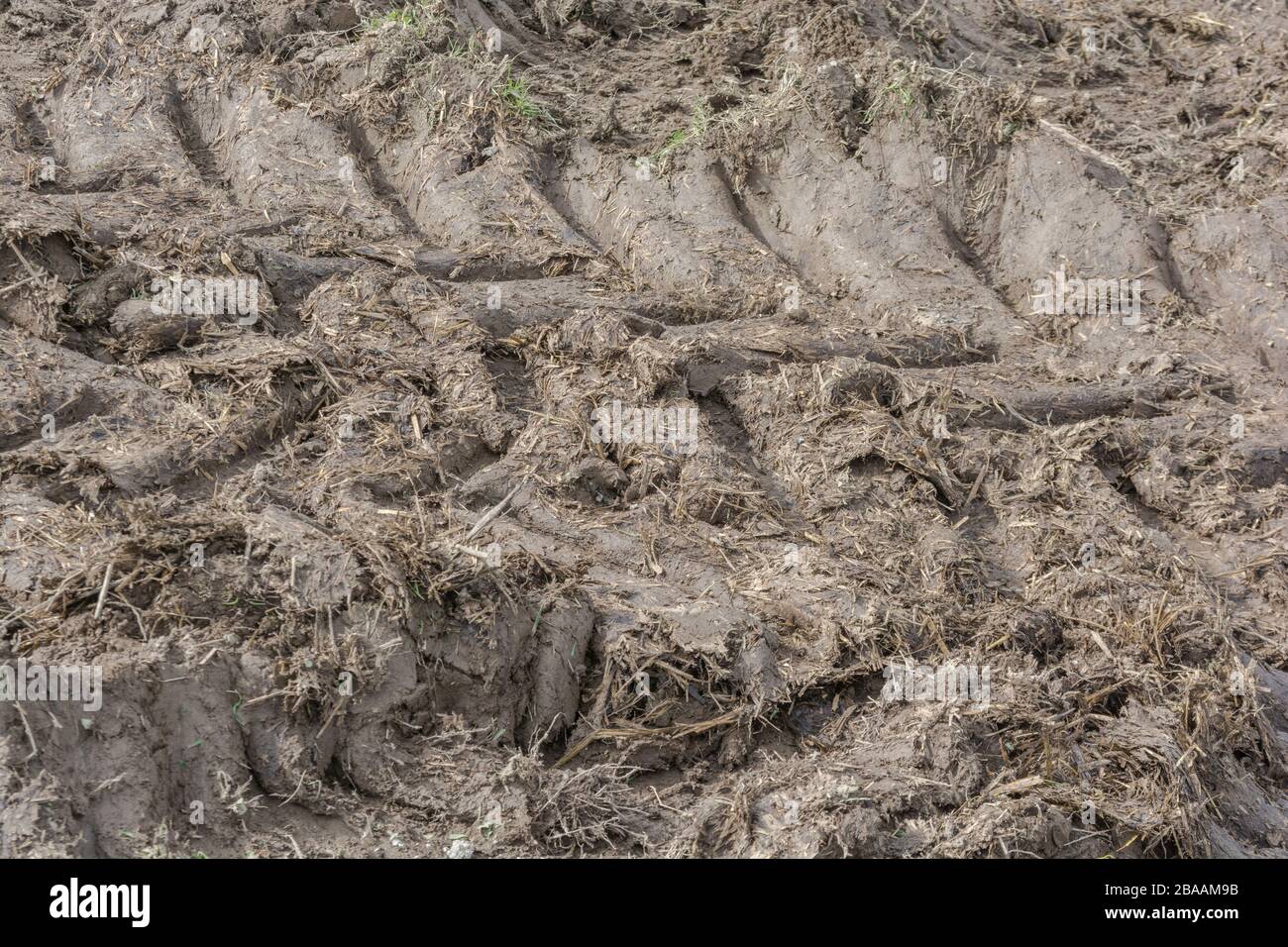Deep ridges in mud made by tractor tyres after top dressing. Tyre ...