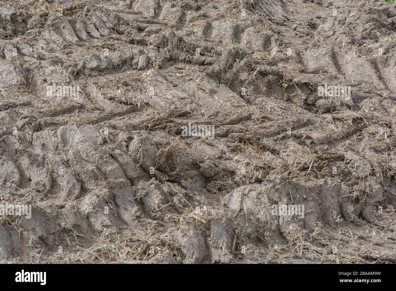 Deep ridges in mud made by tractor tyres after top dressing. Tyre ...