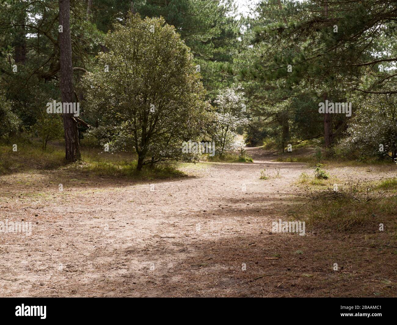 Next track hi-res stock photography and images - Alamy