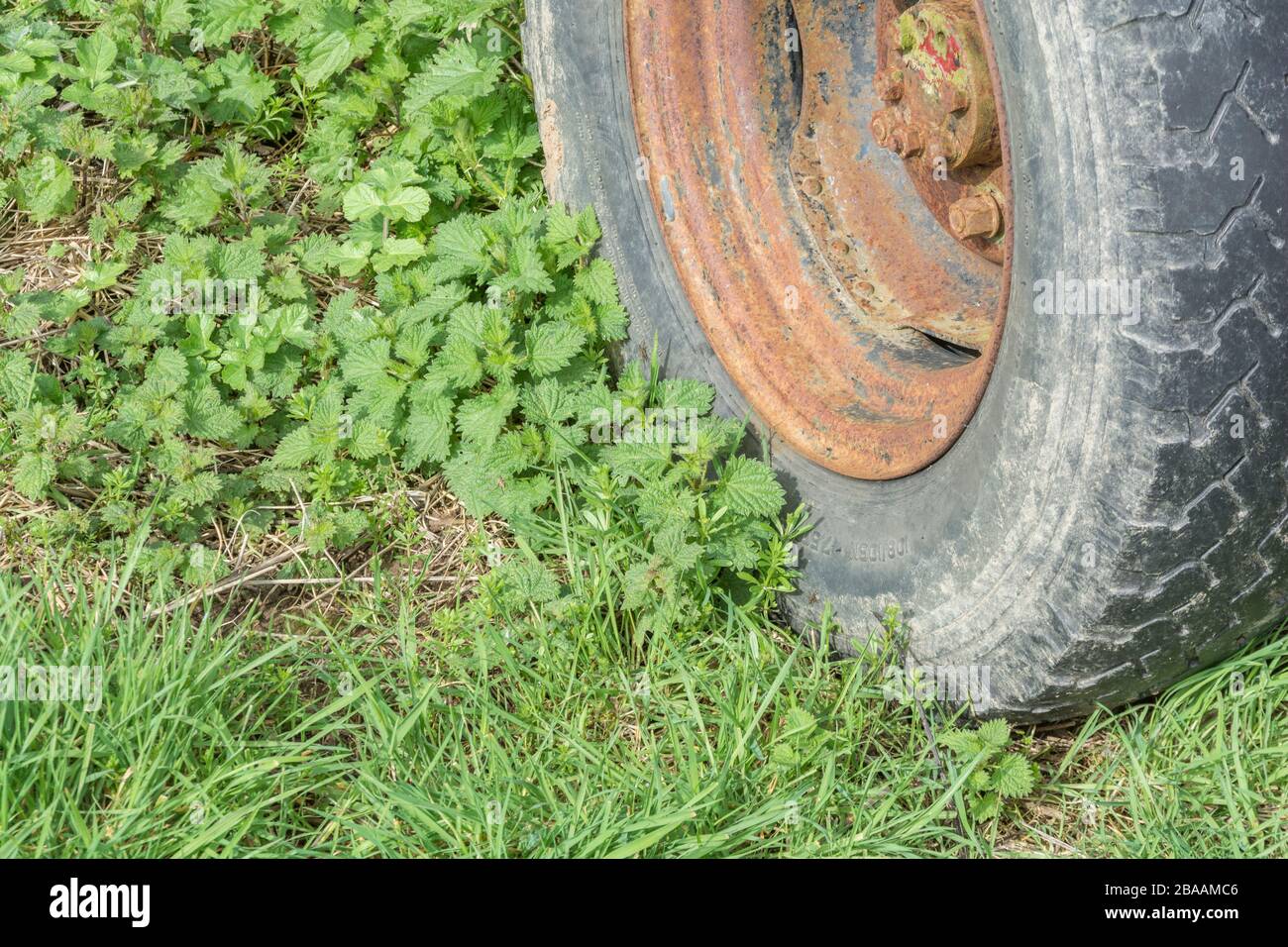 Leaves of Stinging Nettle / Urtica dioica in Spring sunshine with farm ...