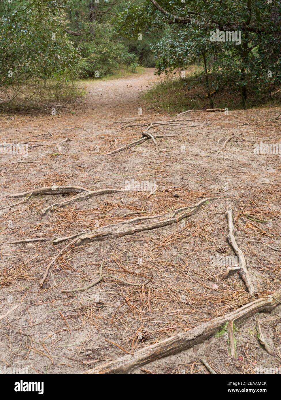 Fir tree roots hi-res stock photography and images - Alamy