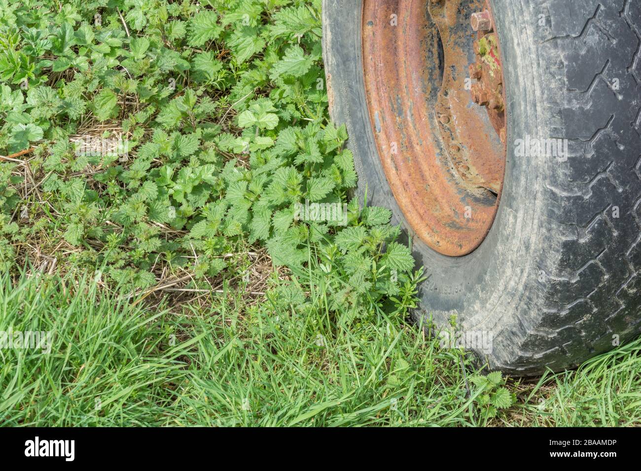Leaves of Stinging Nettle / Urtica dioica in Spring sunshine with farm ...