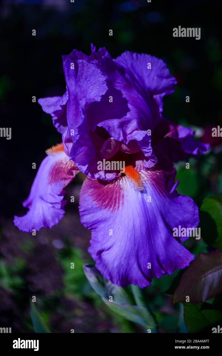 Beautiful Blooms Assorted Spring Flowers Stock Photo - Alamy