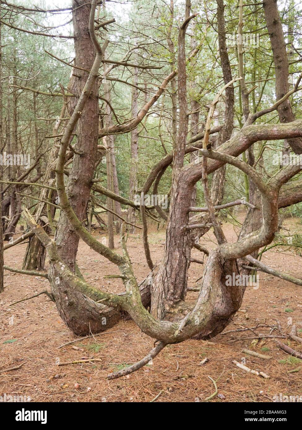 Curved tree branch hi-res stock photography and images - Alamy