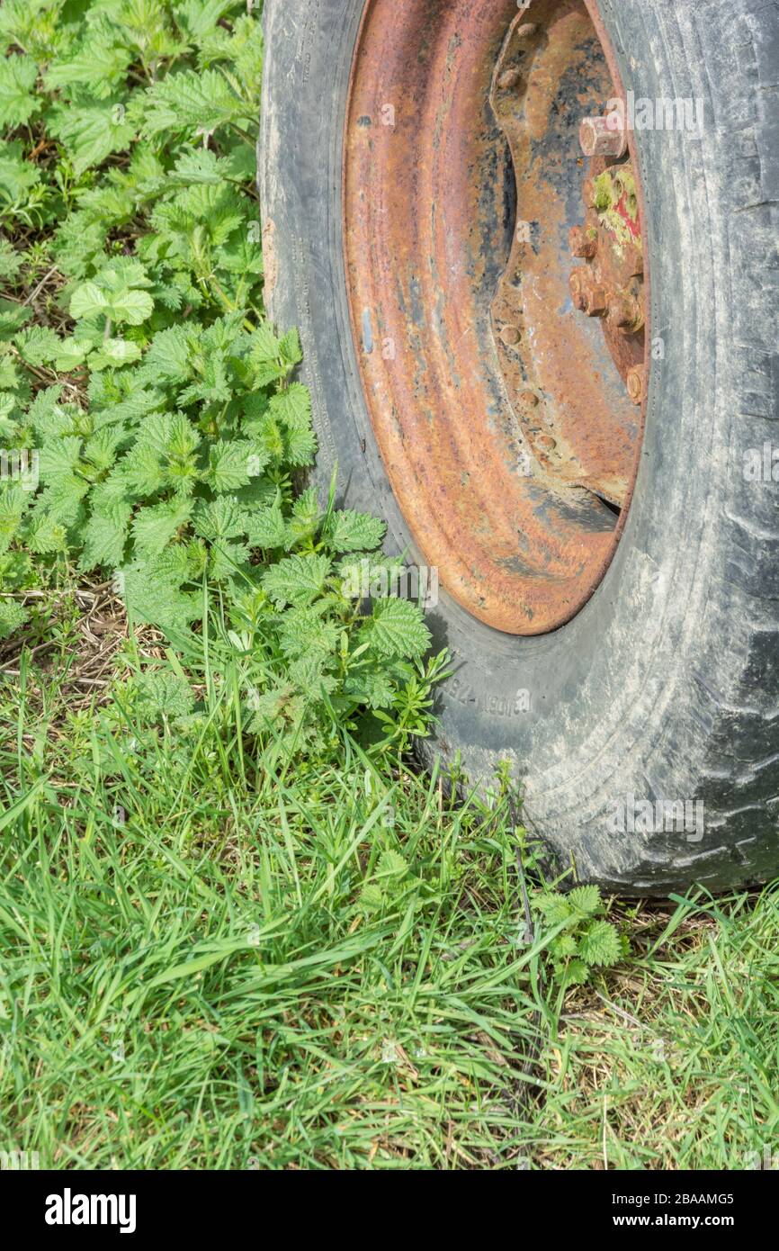 Leaves of Stinging Nettle / Urtica dioica in Spring sunshine with farm ...