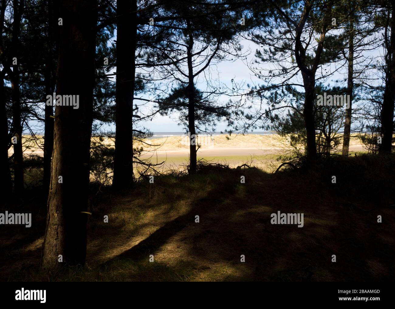 Forest next to beach hi-res stock photography and images - Alamy