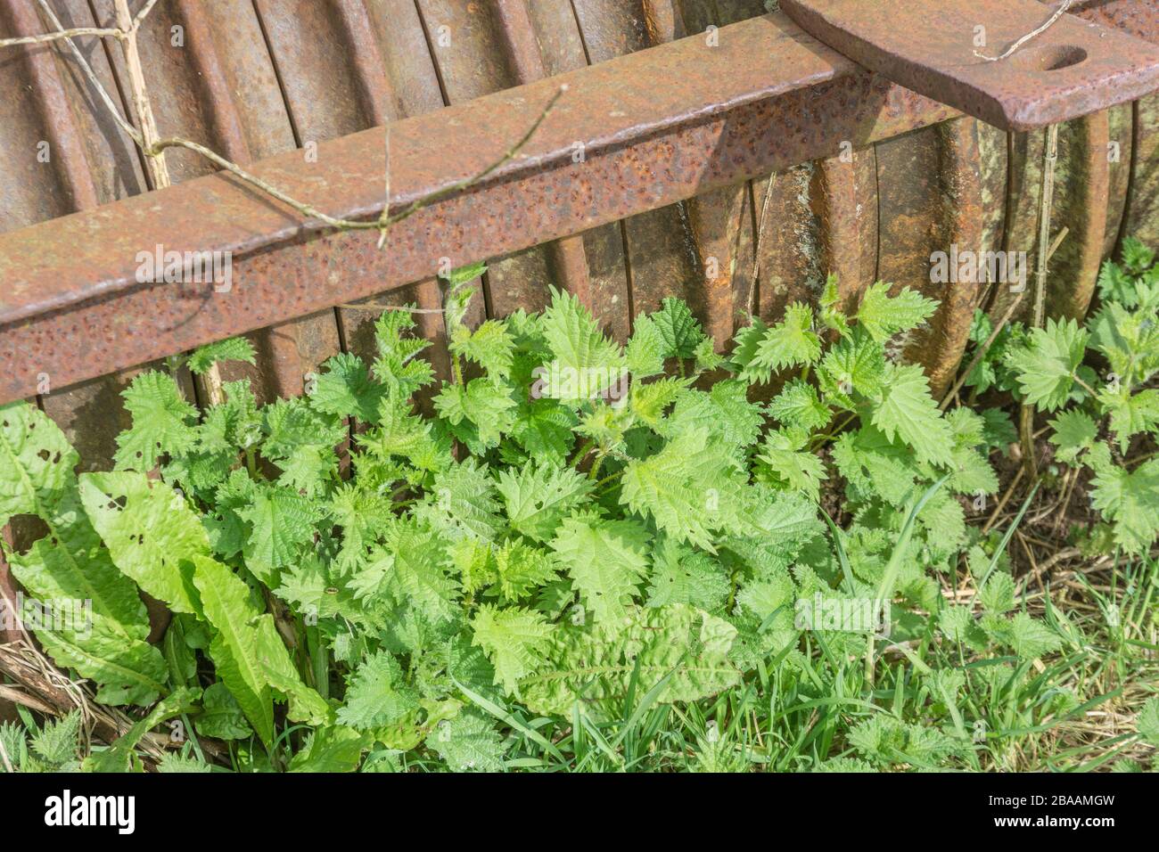 Leaves of Stinging Nettle / Urtica dioica in Spring sunshine & farm ...