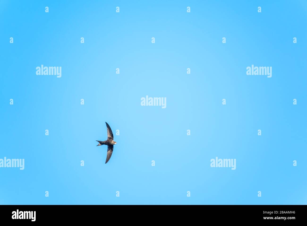 The swift flight of swallows in the blue clear sky. Fast birds in the ...