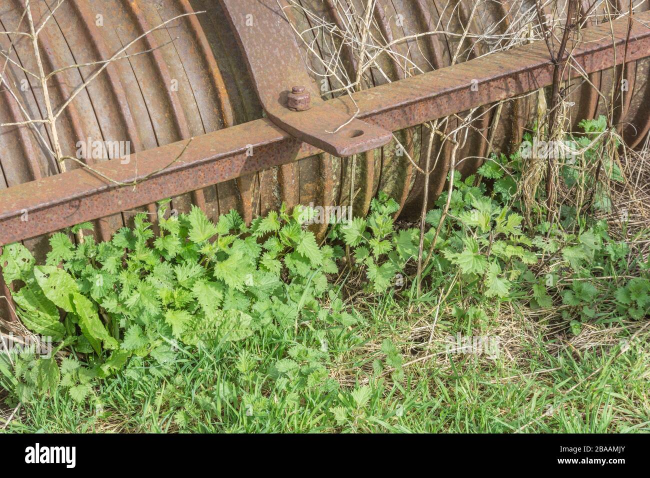 Leaves of Stinging Nettle / Urtica dioica in Spring sunshine & farm ...