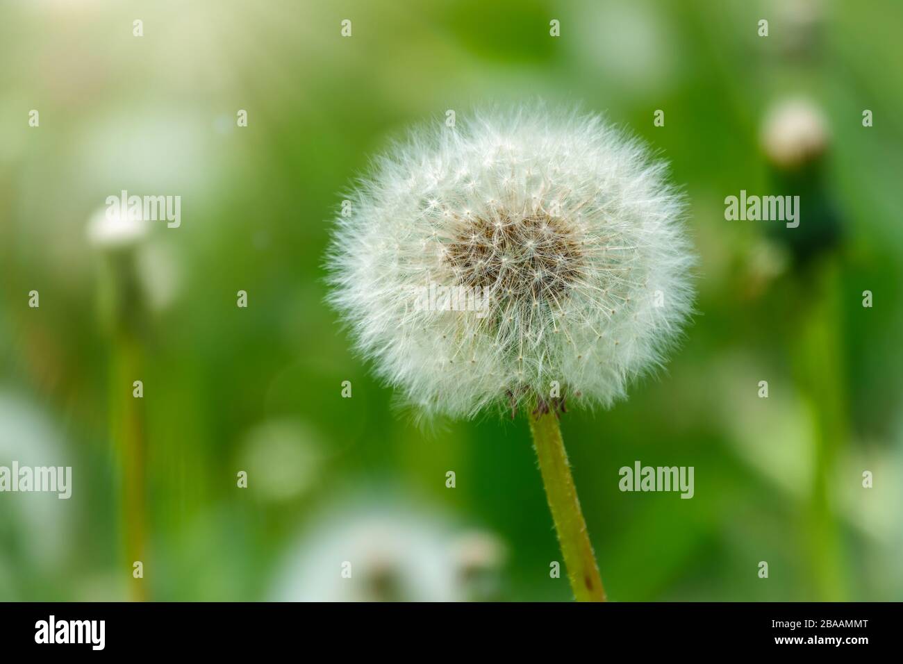 Blowball of Taraxacum plant. Blowing dandelion clock of white seeds on ...