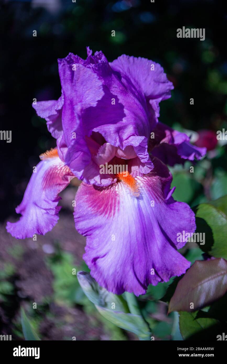 Beautiful Blooms Assorted Spring Flowers Stock Photo - Alamy
