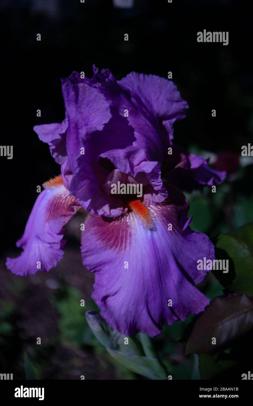 Largeflowers hi-res stock photography and images - Alamy