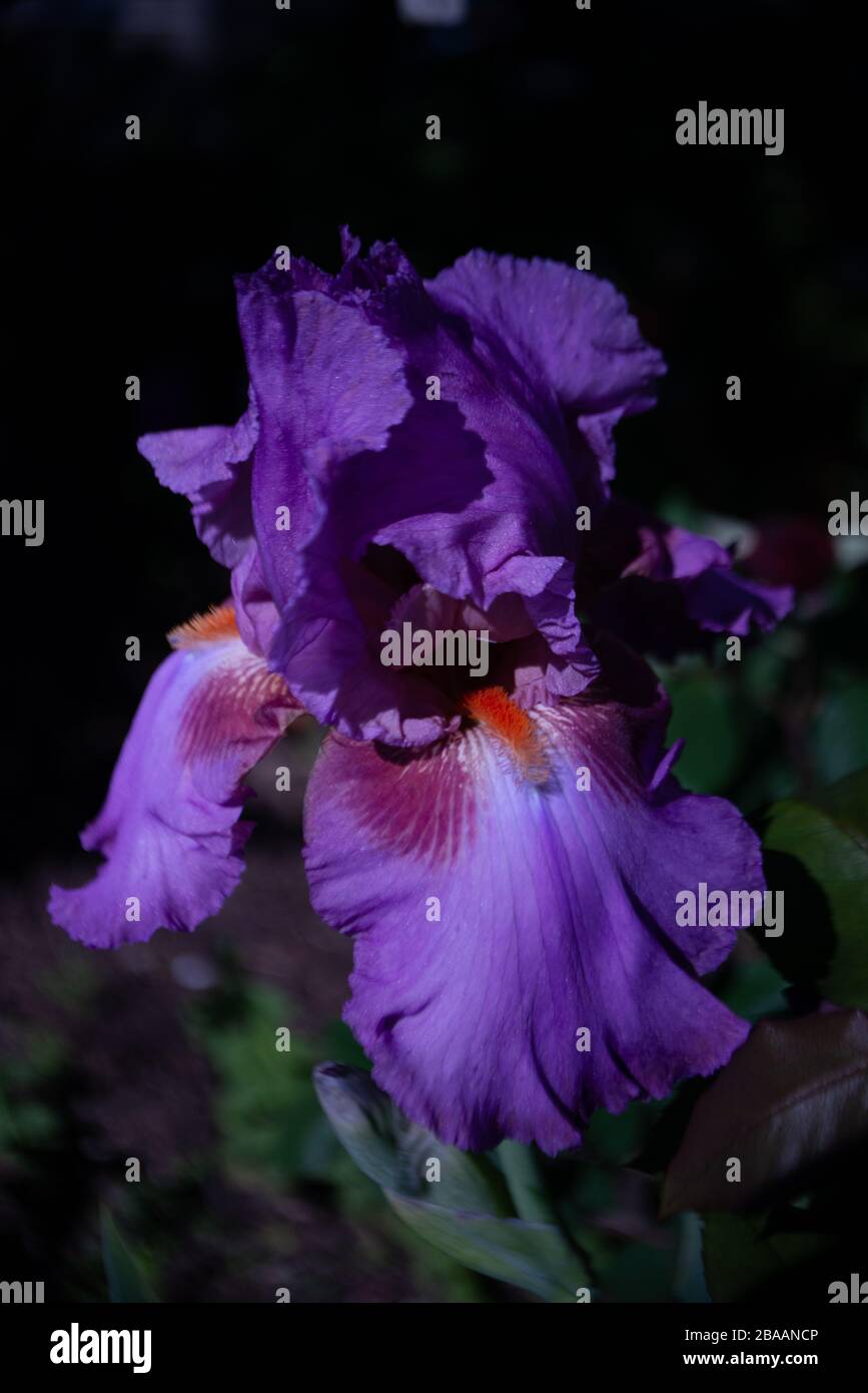 Beautiful Blooms Assorted Spring Flowers Stock Photo - Alamy