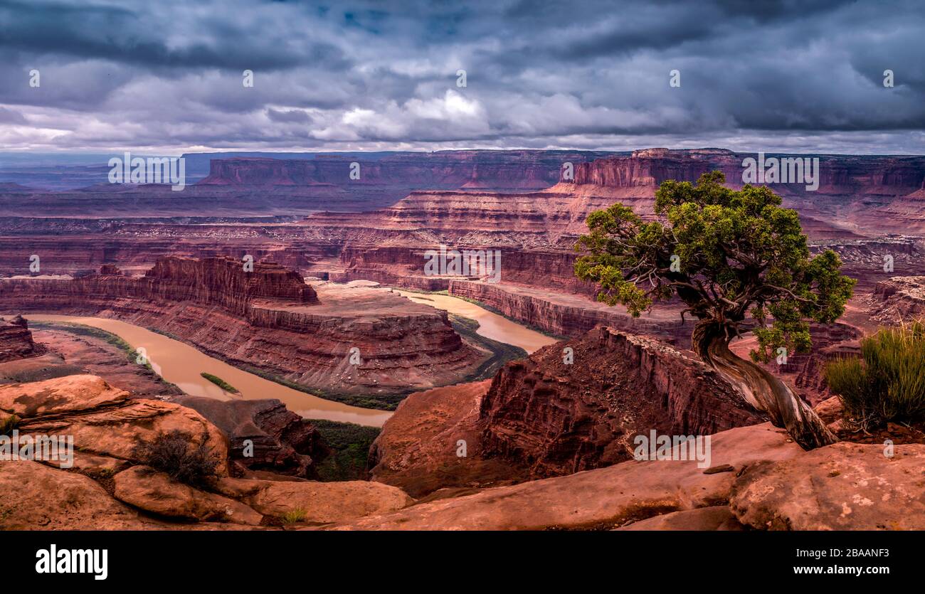 Juniper tree (Juniperus osteosperma) and Colorado River in canyon, Dead ...