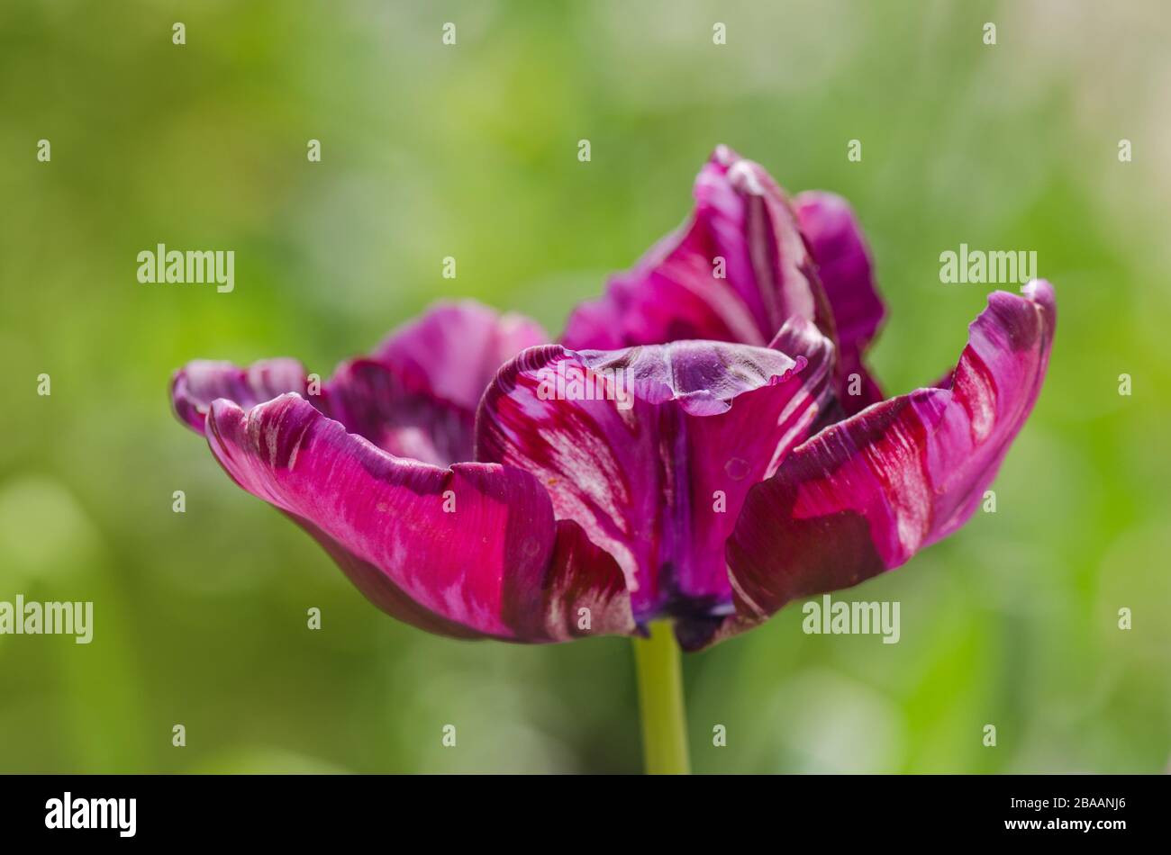 Tulipa gorilla hi-res stock photography and images - Alamy