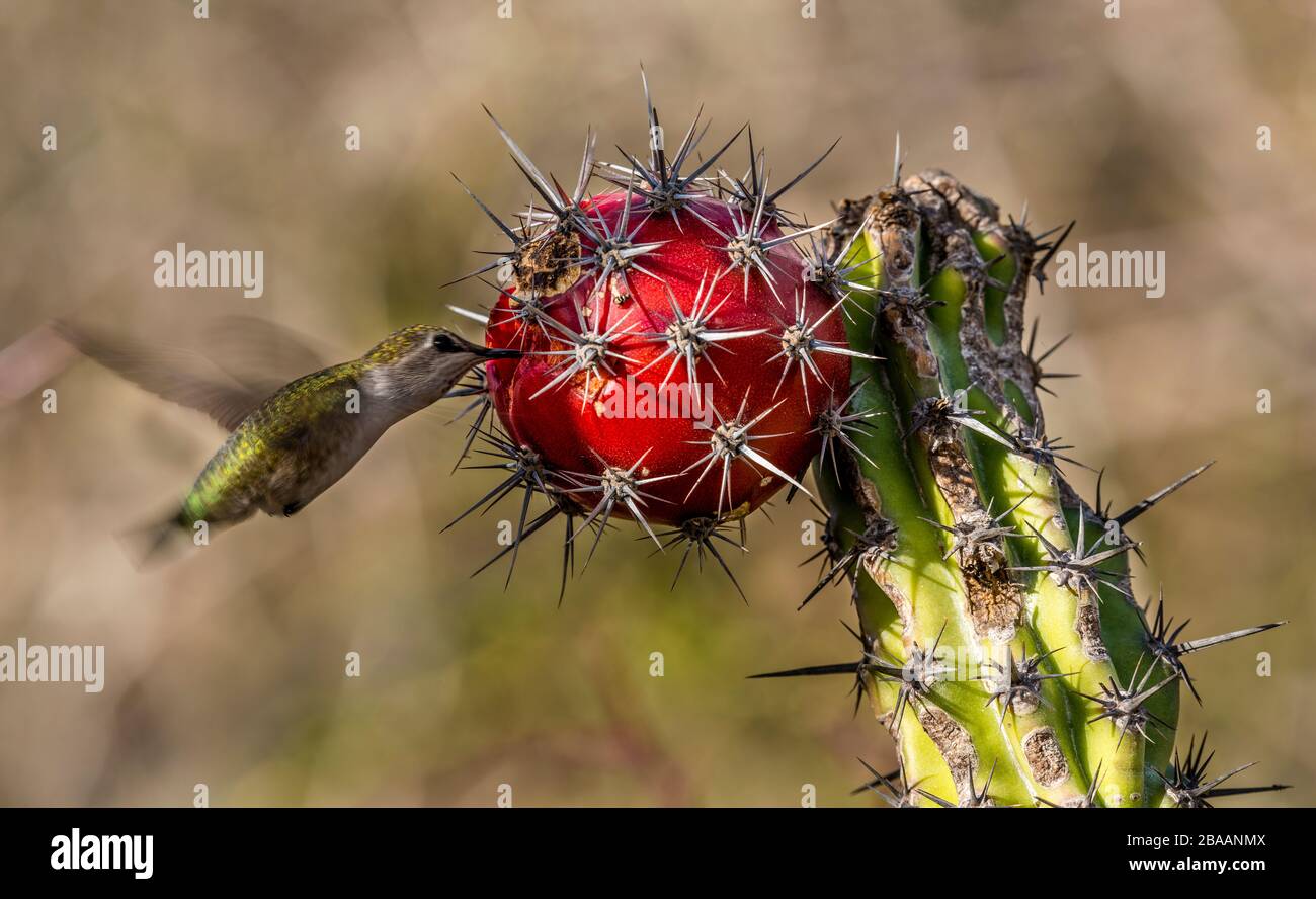Female costas hummingbird (Calypte costae) feeding on organ pipe cactus ...