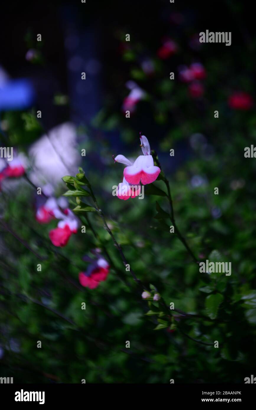 Beautiful Blooms Assorted Spring Flowers Stock Photo - Alamy