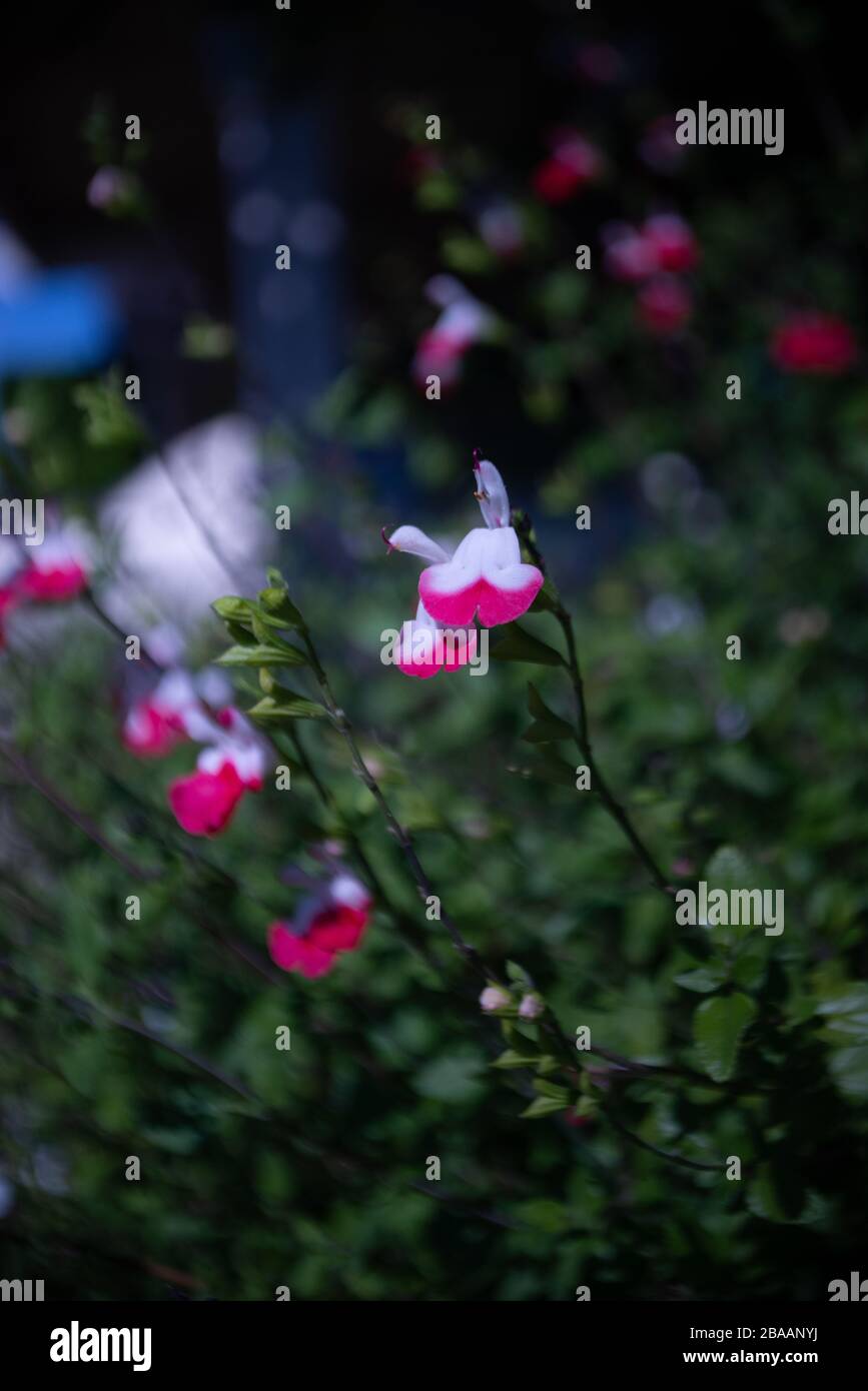 Beautiful Blooms Assorted Spring Flowers Stock Photo - Alamy