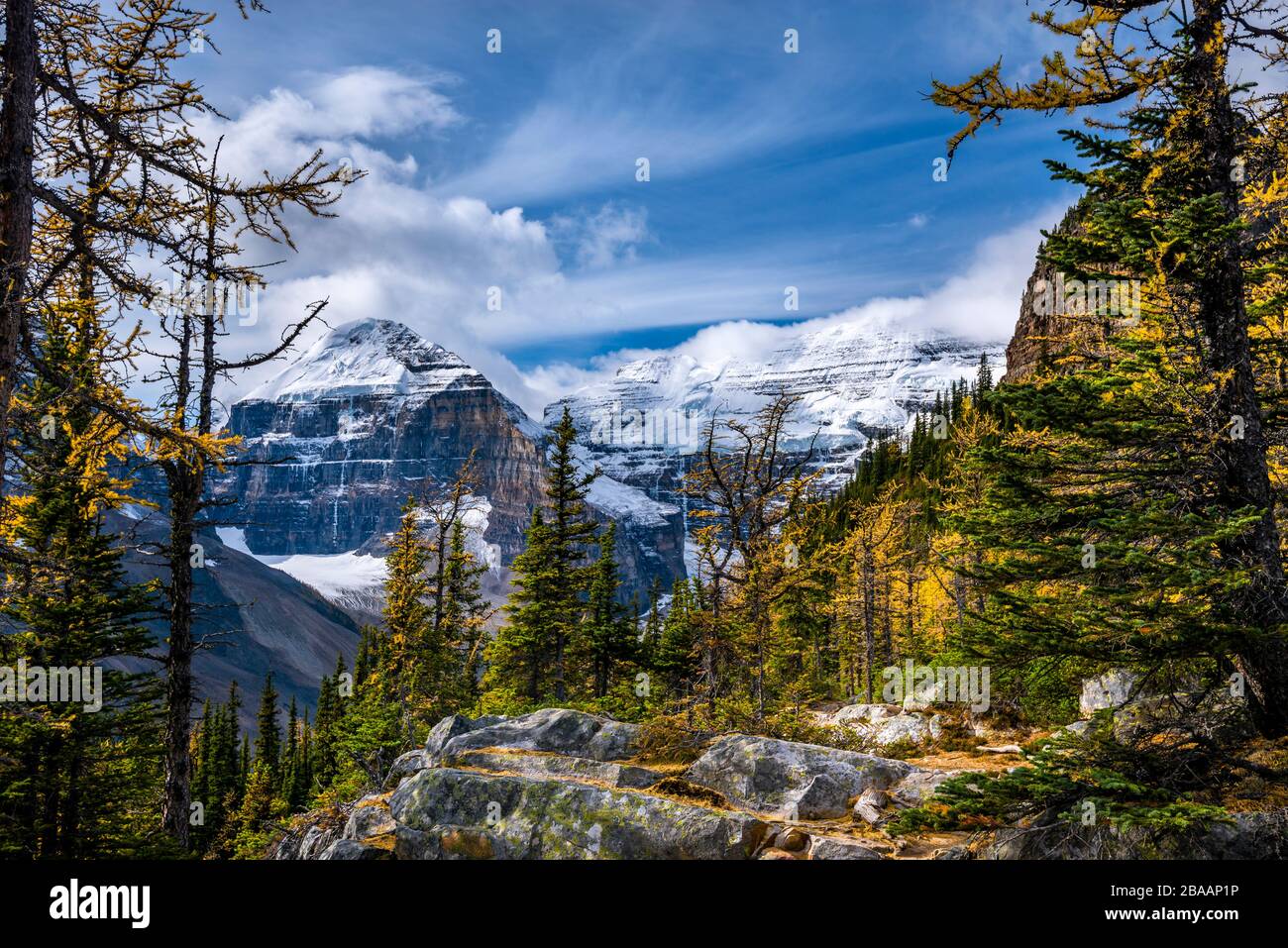 Larch trees banff hi-res stock photography and images - Alamy