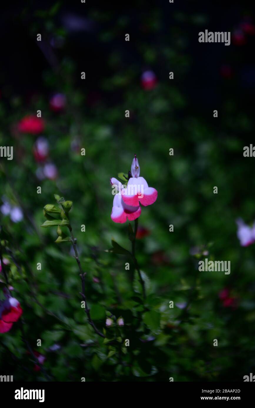 Beautiful Blooms Assorted Spring Flowers Stock Photo - Alamy