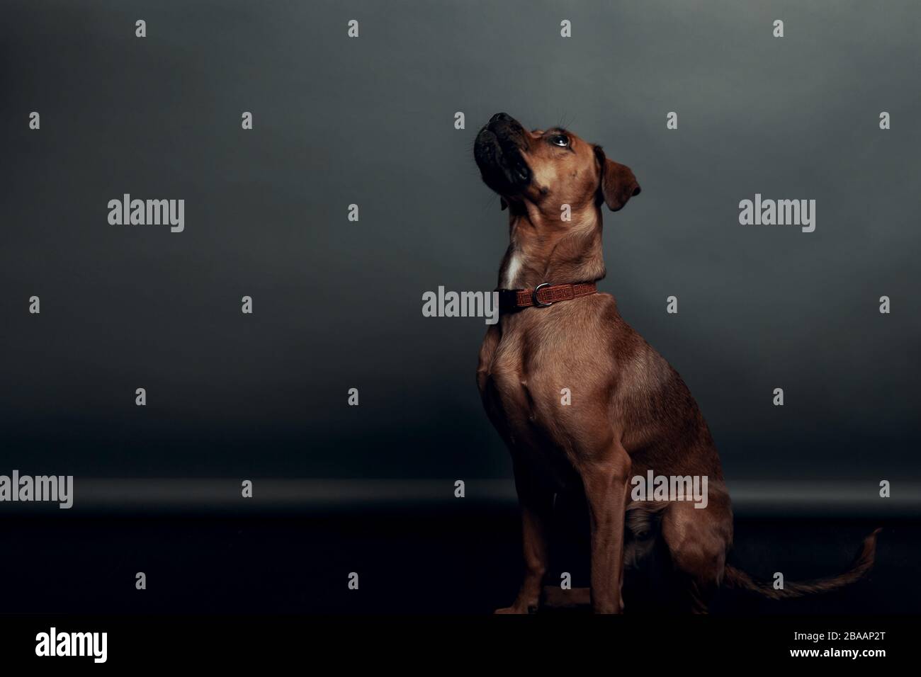 Cute dog with neutral gray background Stock Photo - Alamy