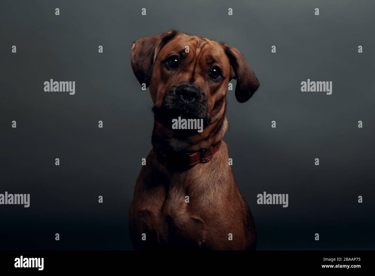 Cute dog with neutral gray background Stock Photo - Alamy
