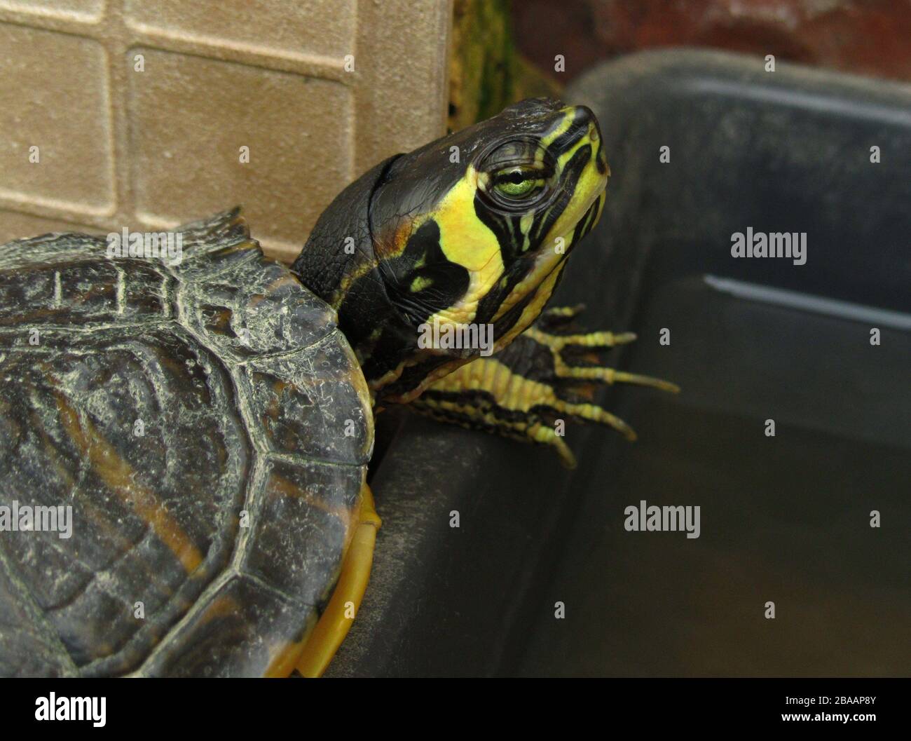 Yellow belly slider turtle hi-res stock photography and images - Alamy