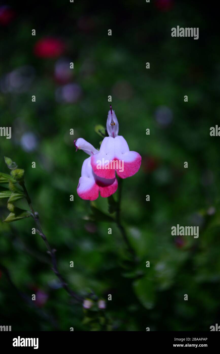 Beautiful Blooms Assorted Spring Flowers Stock Photo - Alamy
