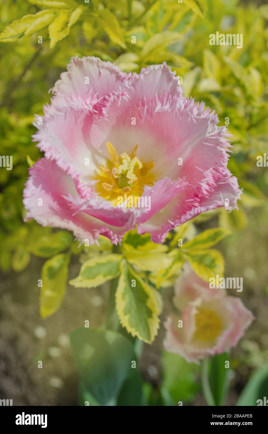 Pink white spring tulip blossom. Tulip New look fringed. Terry ...