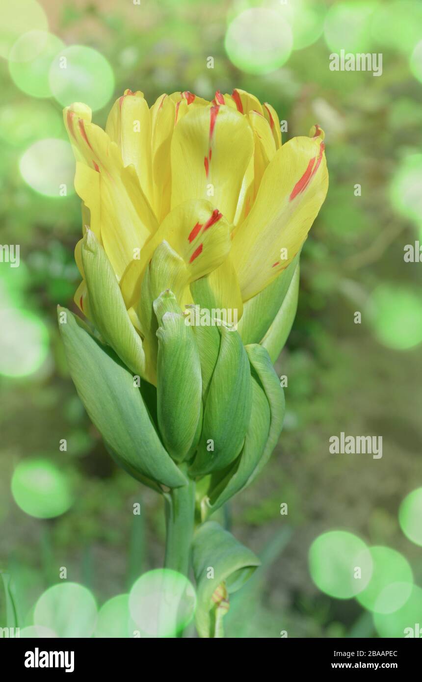 Yellow flowers tulips flowering in tulips Fruit Cocktail. Group of ...