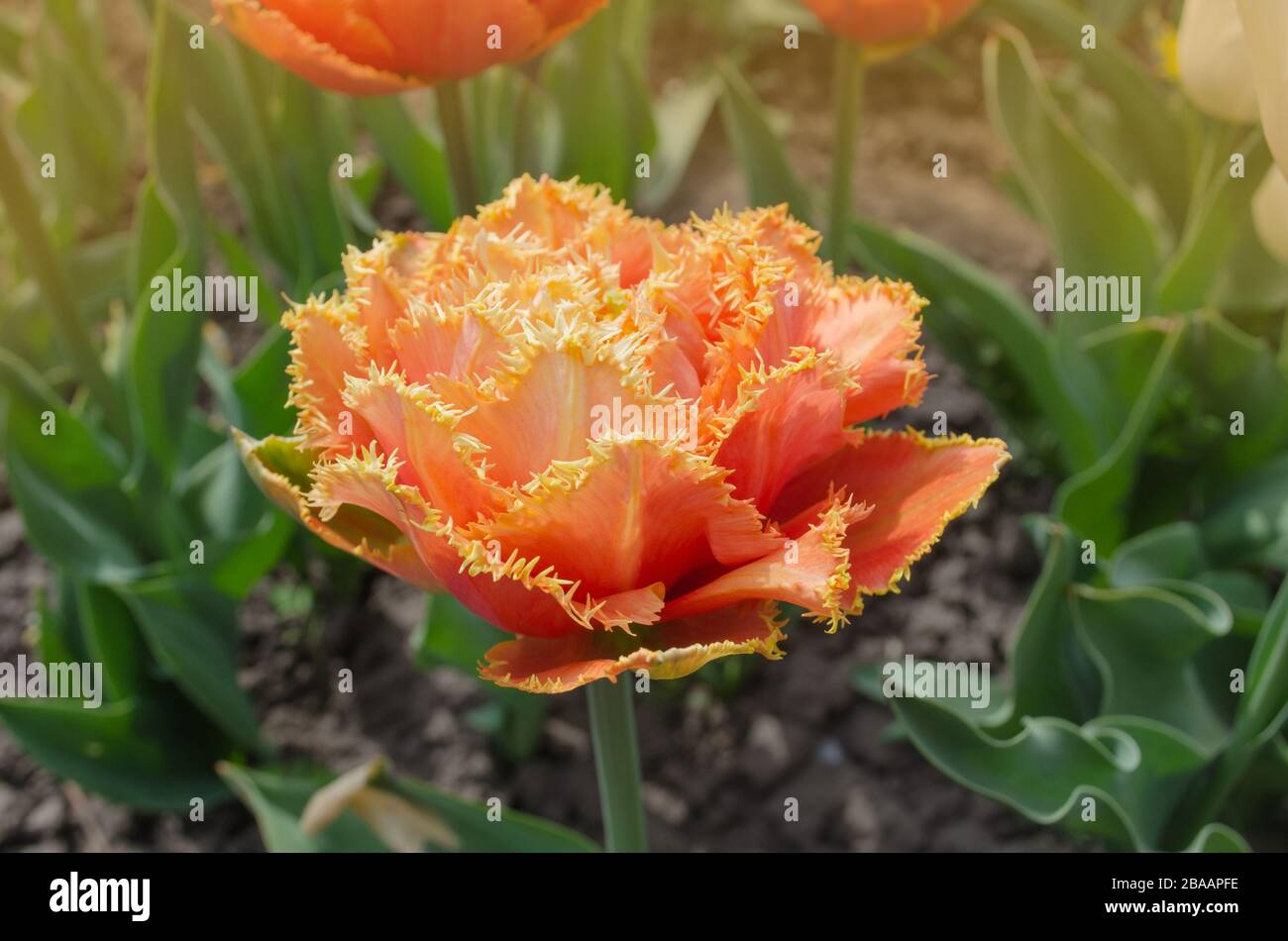 Tulips called Sensual Touch. Fringed peony tulip Sensual Touch Stock Photo - Alamy