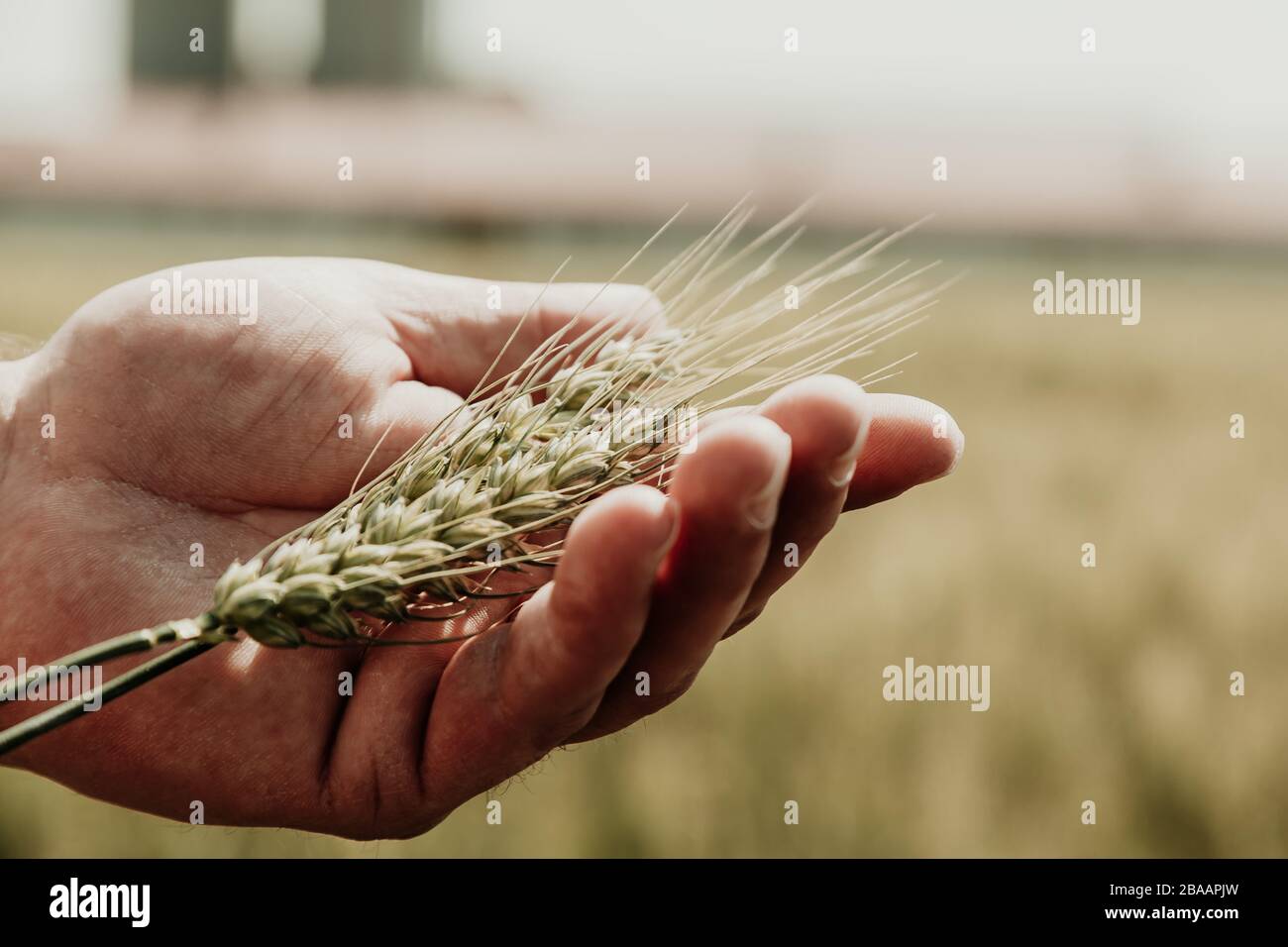 Farmer holds wheat harvest hi-res stock photography and images - Alamy