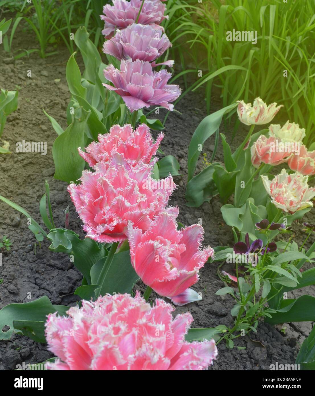 Terry fringed tulip Queensland in garden. Queensland tulip on the ...