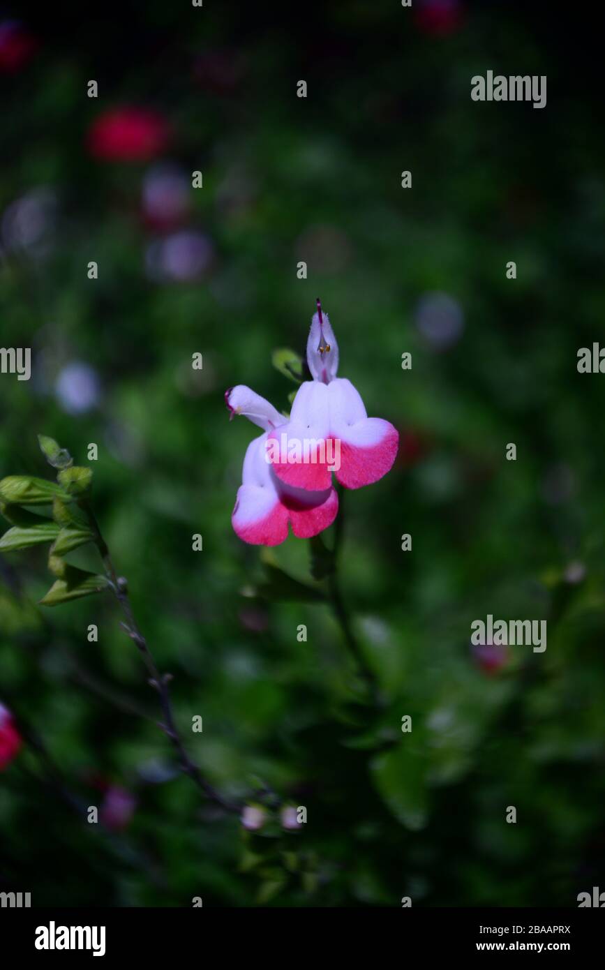 Beautiful Blooms Assorted Spring Flowers Stock Photo - Alamy