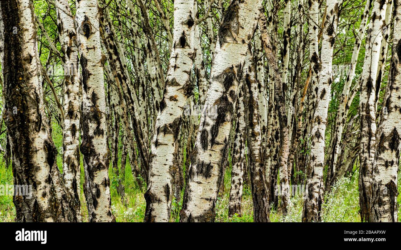 Aspen trees aspen hi-res stock photography and images - Alamy