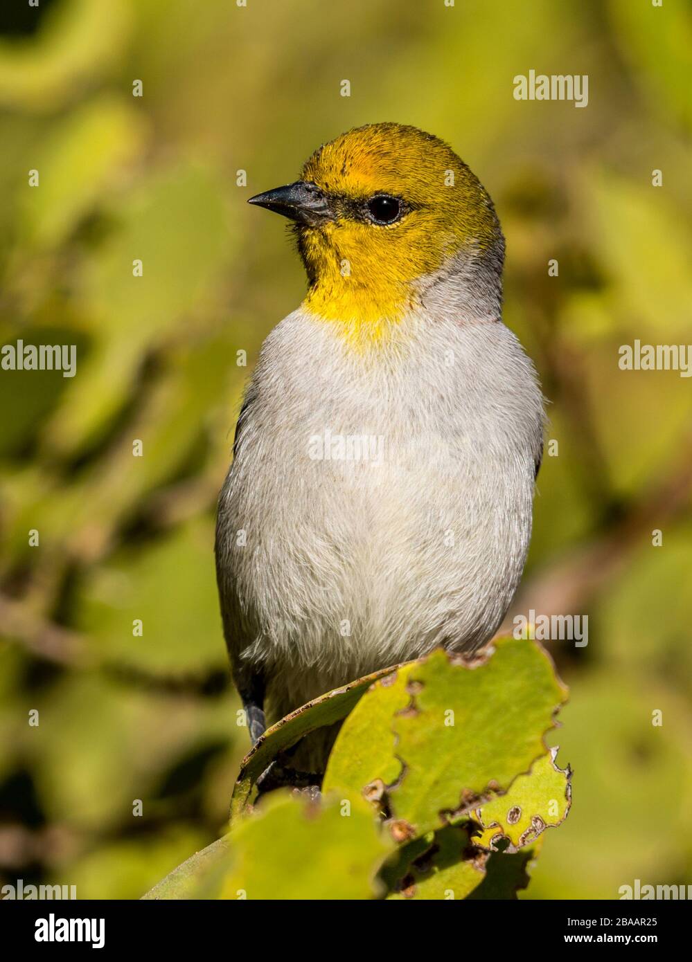 Close up of Verdin (Auriparus flaviceps) Baja California Sur, Mexico ...
