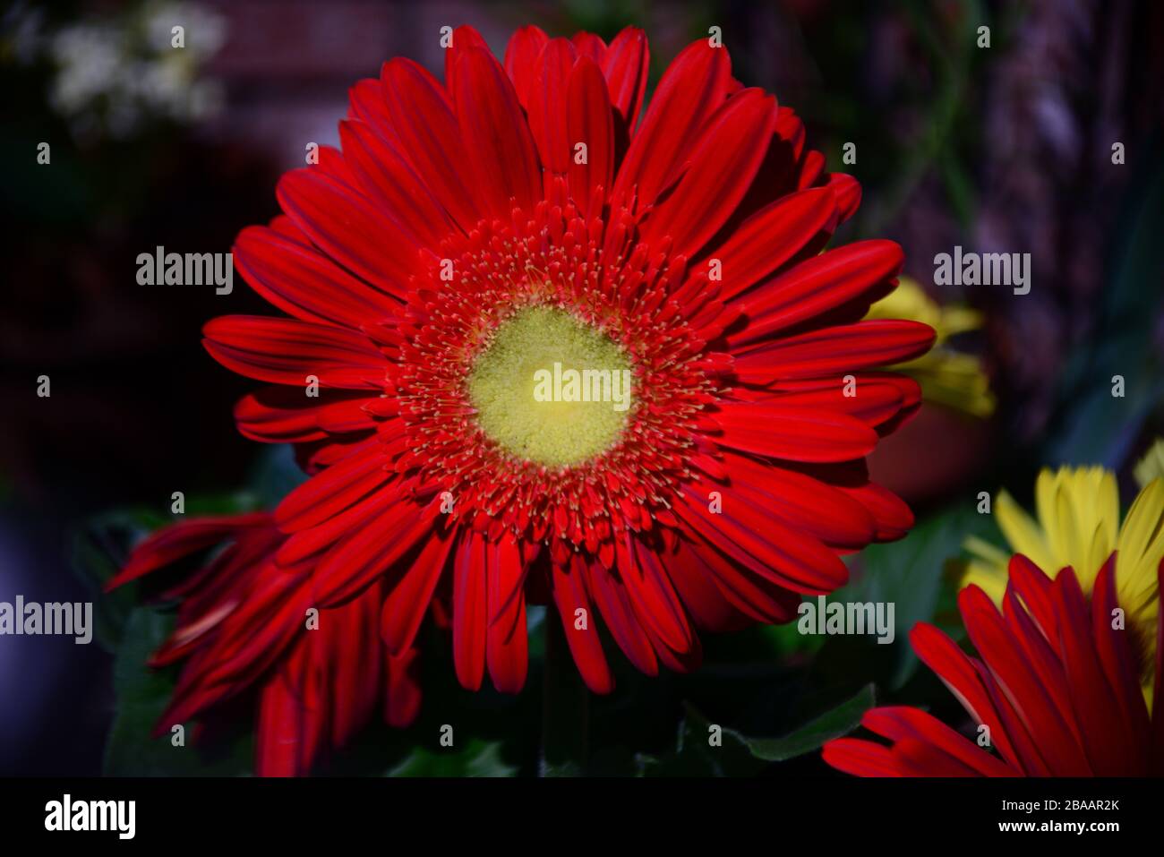 Beautiful Blooms Assorted Spring Flowers Stock Photo - Alamy